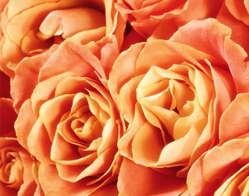 Shop Flowers by color | Miami Florida Florist