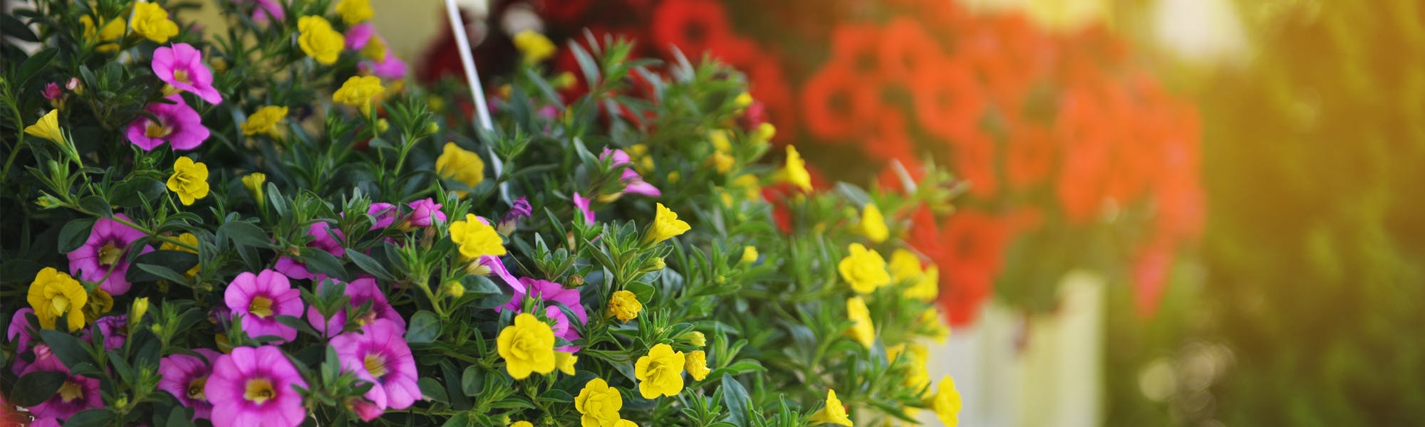 Miami Florist - Flower Delivery Miami by Trias Flowers