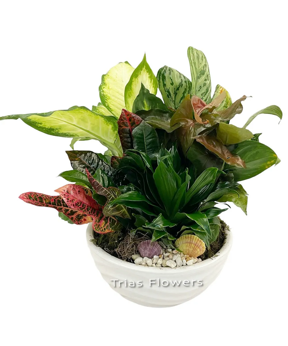 Wide selection of plants from Trias Flowers