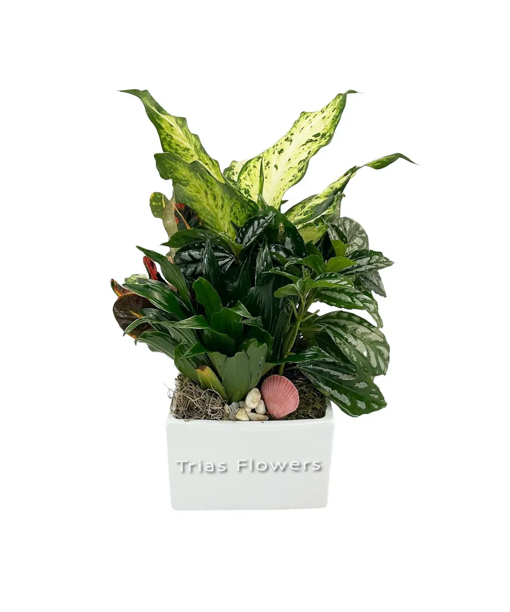 Wide selection of plants from Trias Flowers